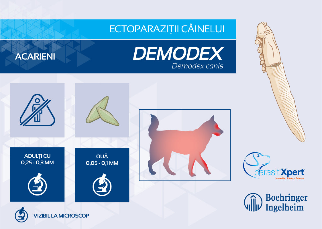 Demodex la caini – Veteco Interservices