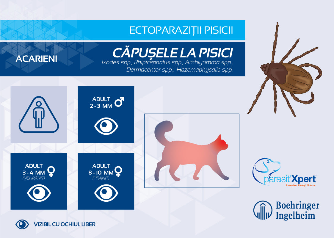 Căpușele la pisici – Veteco Interservices